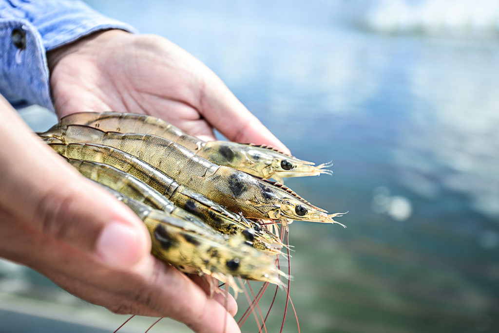 About Our Sourcing | Aqua Star Seafood